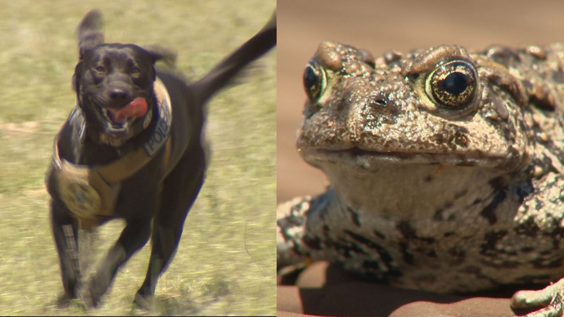 This dog is trained to sniff out a rare toad in Colorado's high country ...