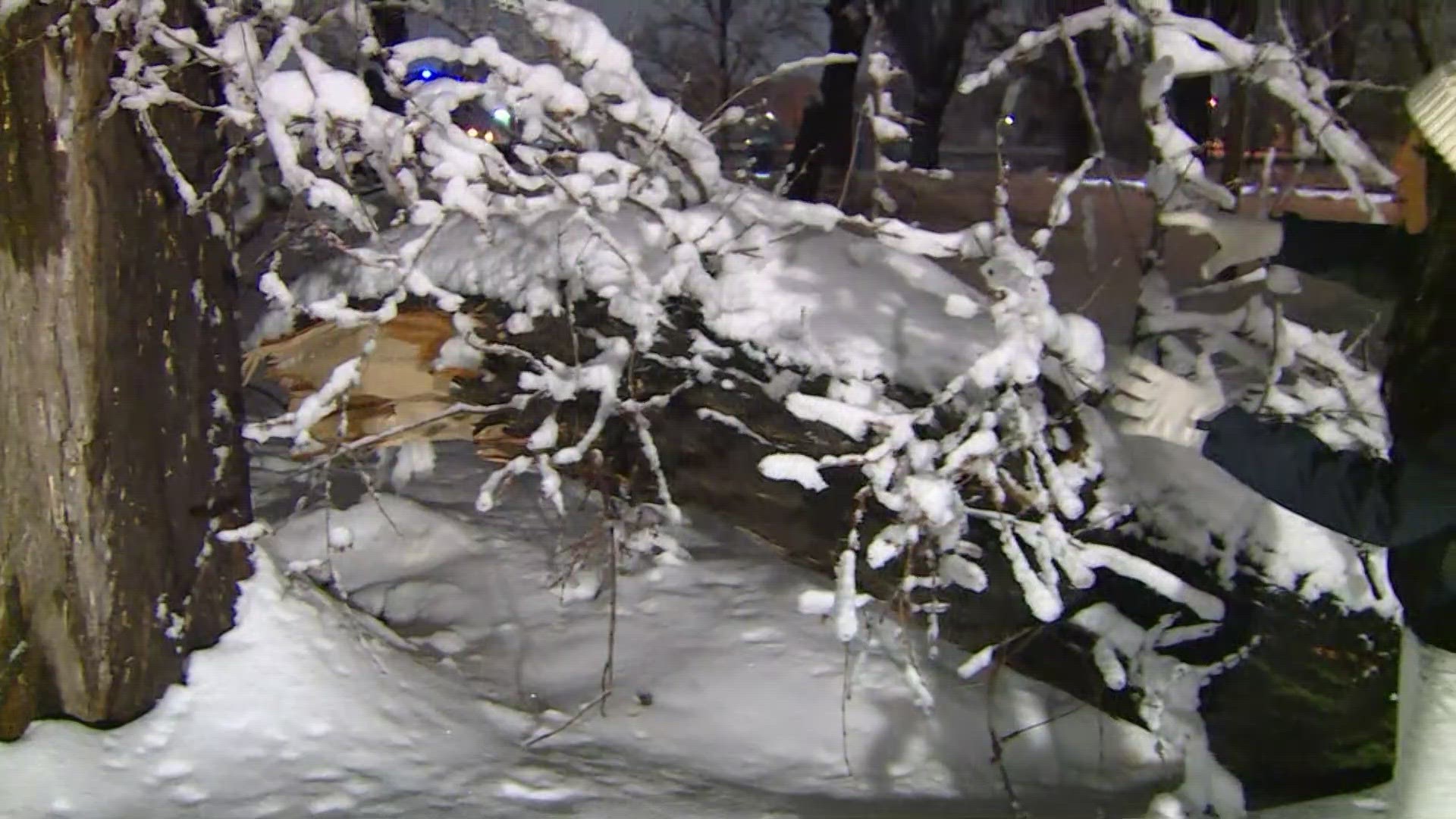 Heavy snow snaps tree limbs at Denver park | 9news.com