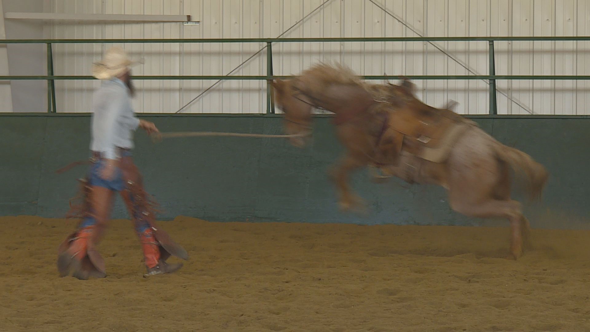 How an abused horse learns how to trust again | 9news.com
