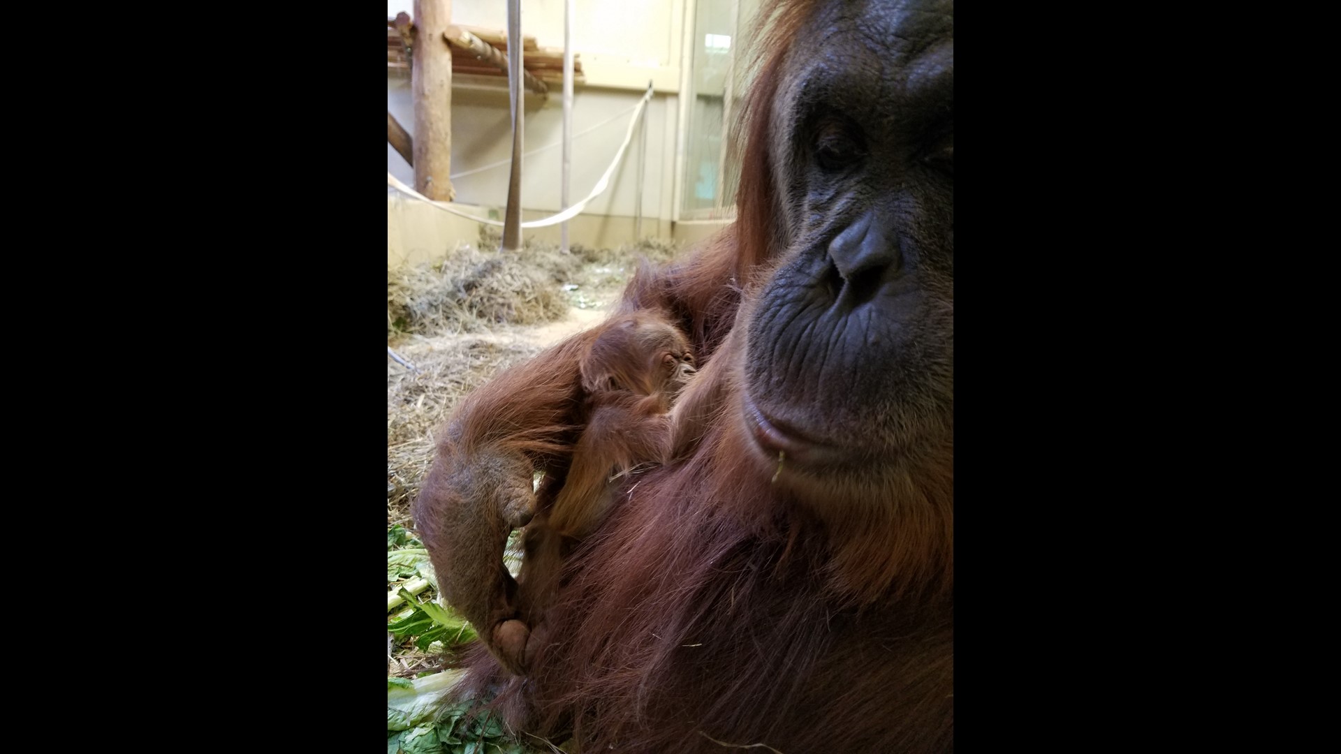 Cheyenne Mountain Zoo to remove Monkey Pavilion in Nov. 2020 | 9news.com
