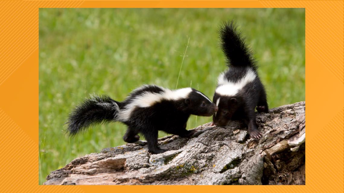 Does that skunk look drunk? If yes, it's probably rabid | 9news.com