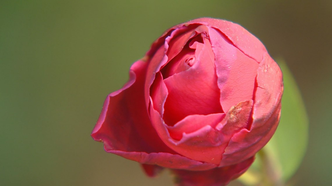 Flowers that once bloomed at Denver's iconic 'Rose House' come back to ...