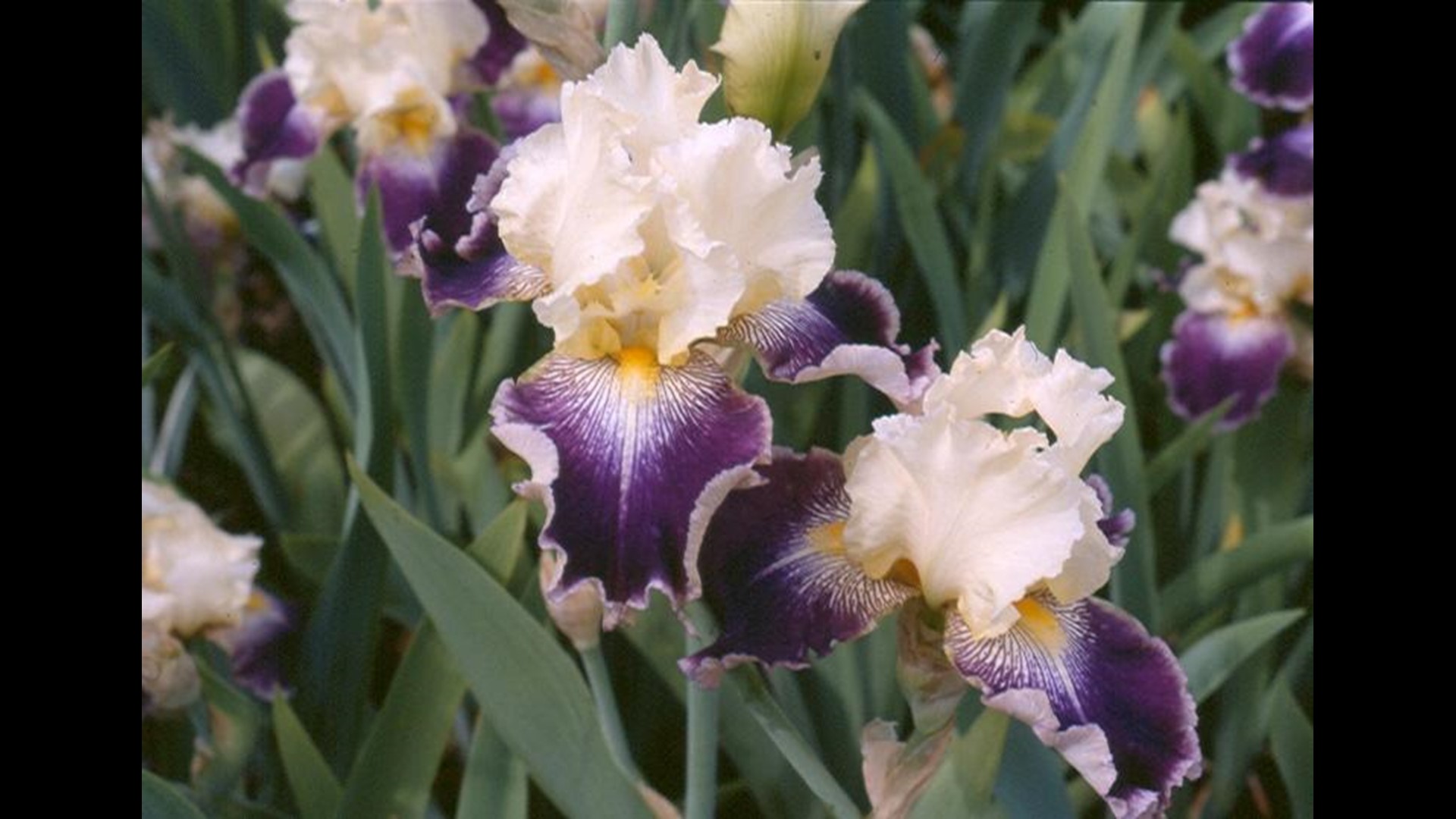 Hydrate plants and transplant iris | 9news.com