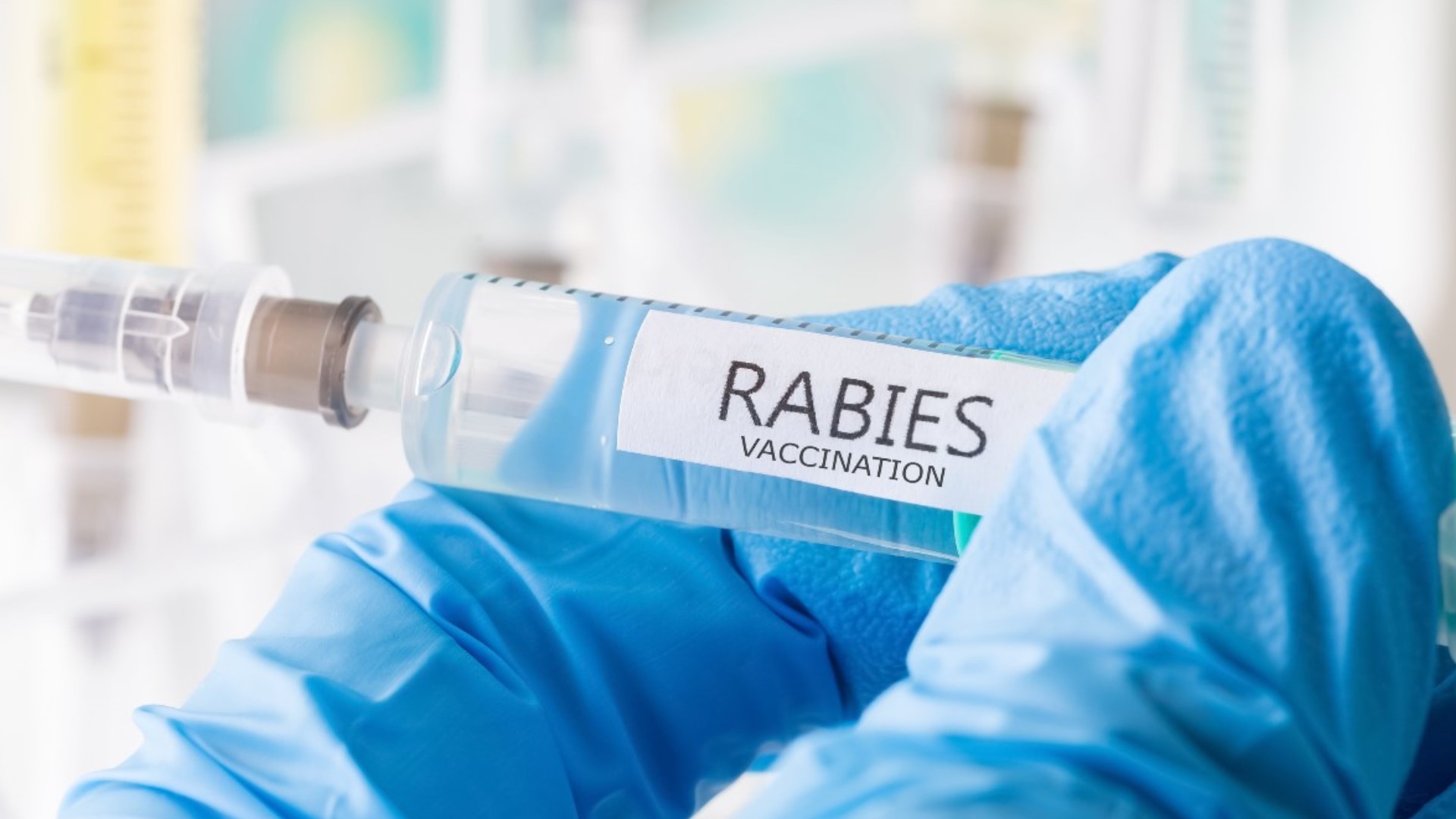 Weld County cat tests positive for rabies | 9news.com