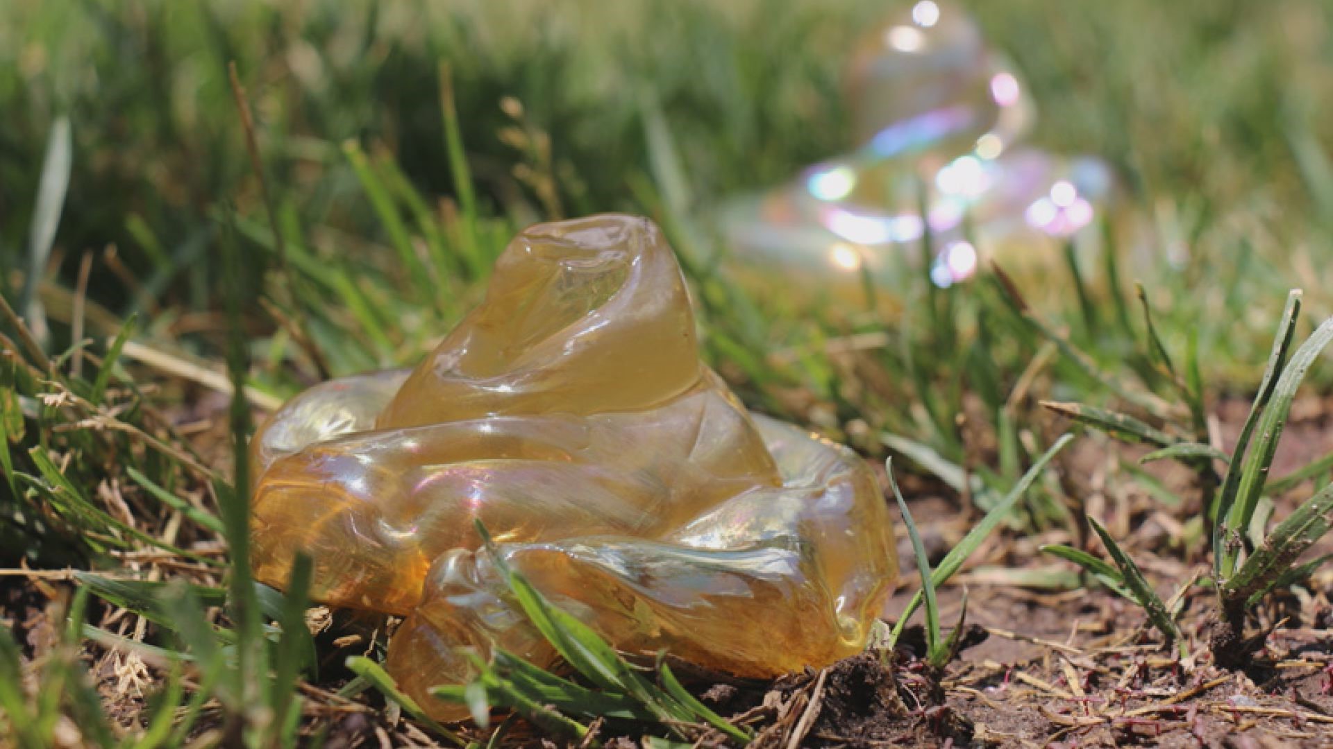 Westminster awarding 'golden poo' prize to leading dog poop collectors ...