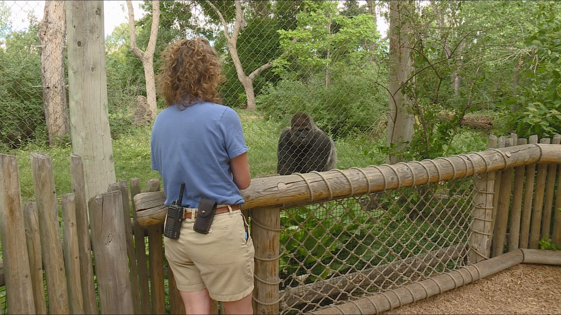 Denver zookeeper shows how she bonds with gorillas following Koko's ...