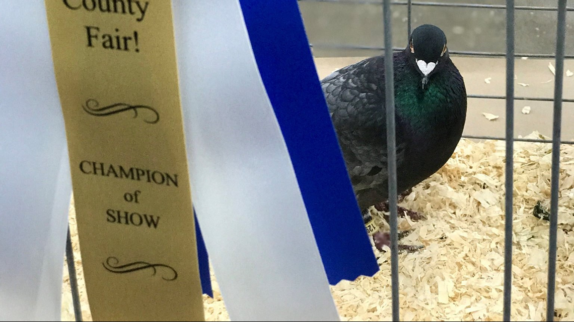 PHOTOS | Denver County Fair: July 13 to 15 | 9news.com