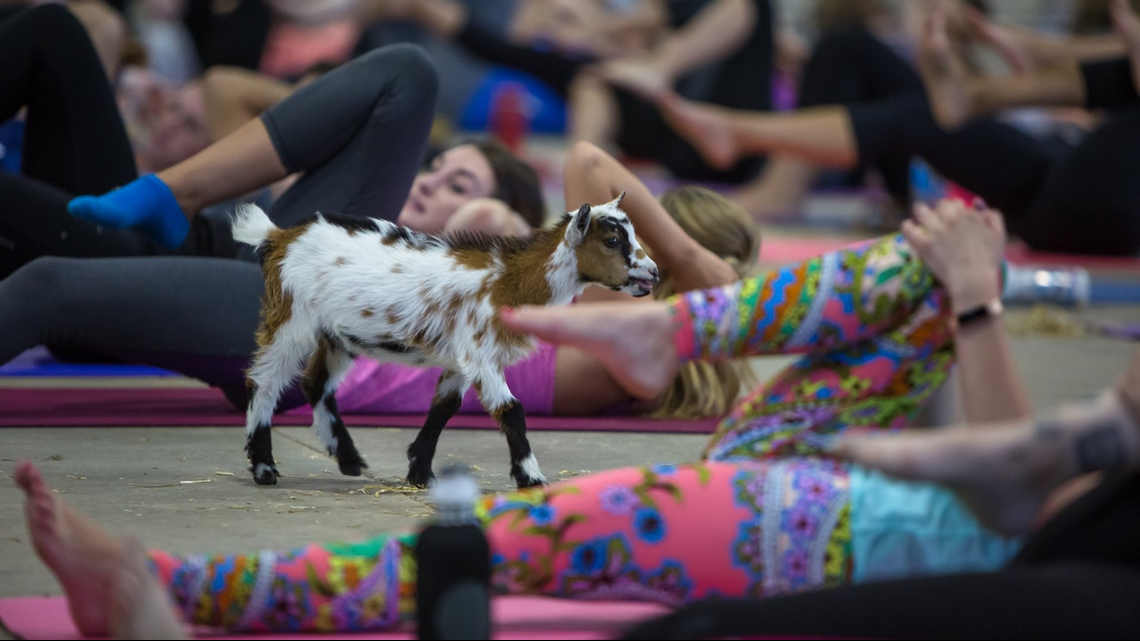 PHOTOS | Denver County Fair: July 13 to 15 | 9news.com