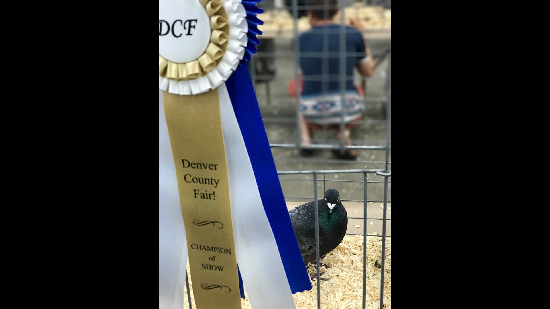 PHOTOS | Denver County Fair: July 13 to 15 | 9news.com