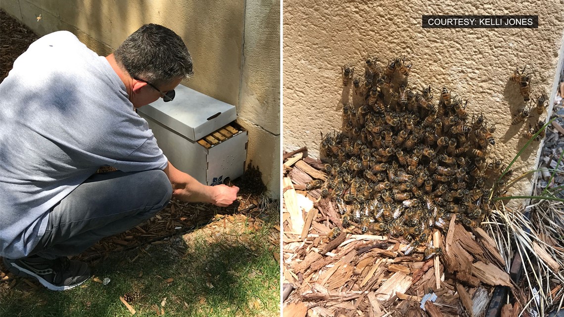 CU researcher, part-time bee keeper saves swarm of honeybees looking ...