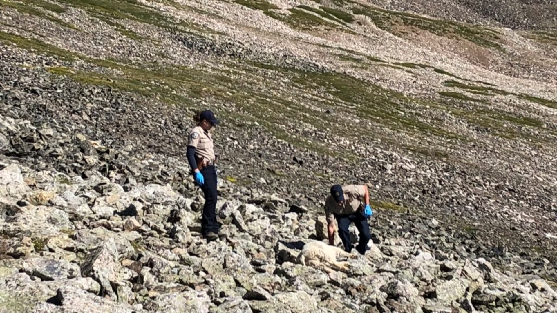 2 mountain goats found dead from gunshot wounds on Quandary Peak Trail ...