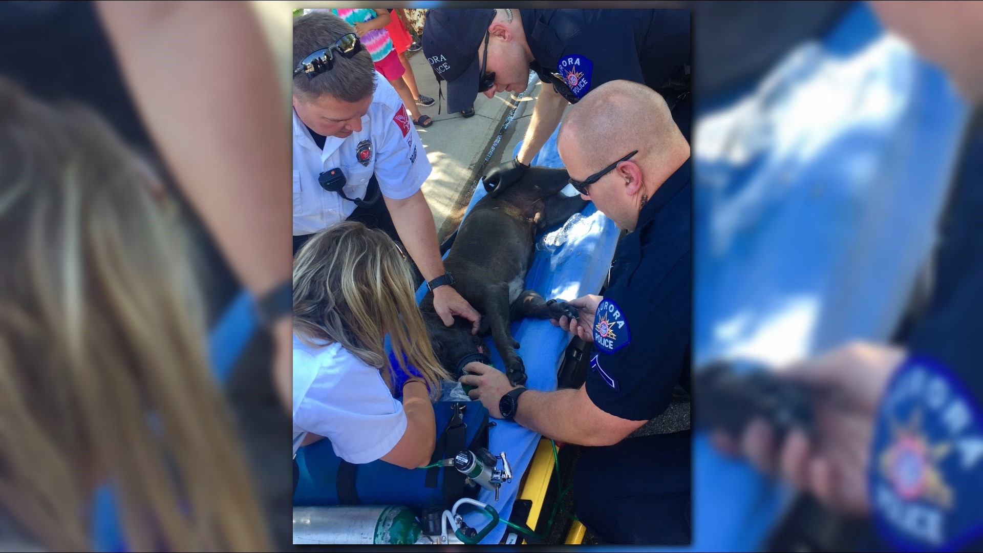 Dog rescued from weekend house fire | 9news.com