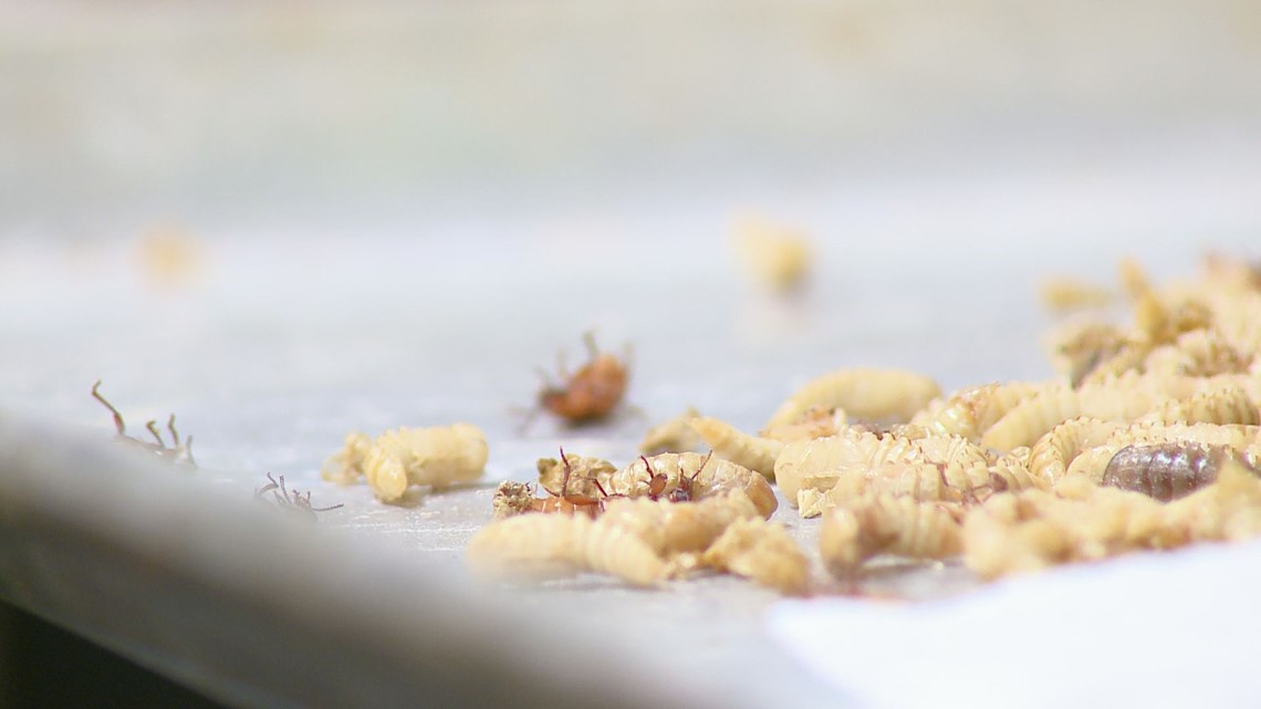 Denver is home to an edible insect farm | 9news.com