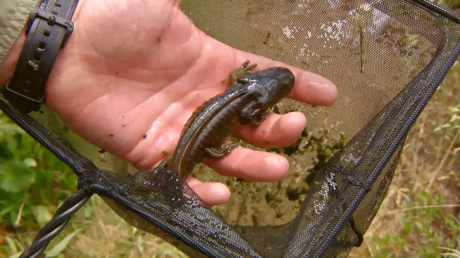Researchers studying the cannibals lurking in Colorado's mountains ...