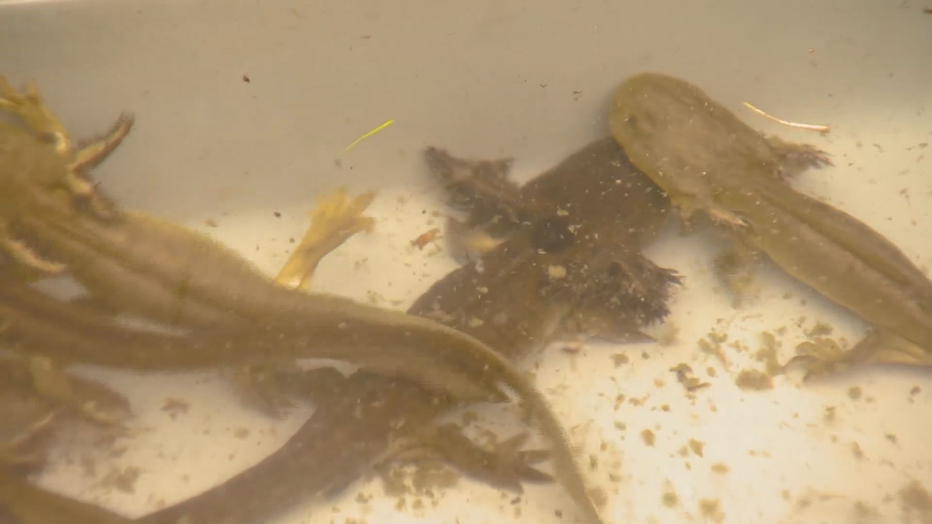 Researchers studying the cannibals lurking in Colorado's mountains ...