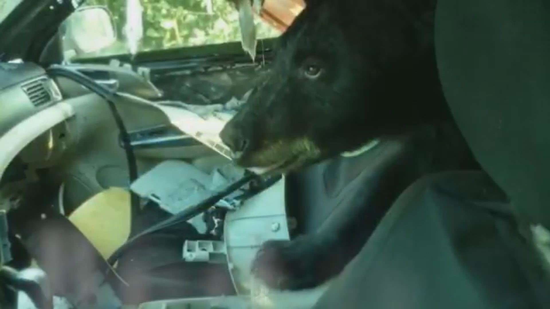 This bear absolutely trashed a Subaru in Conifer (then got tired and ...