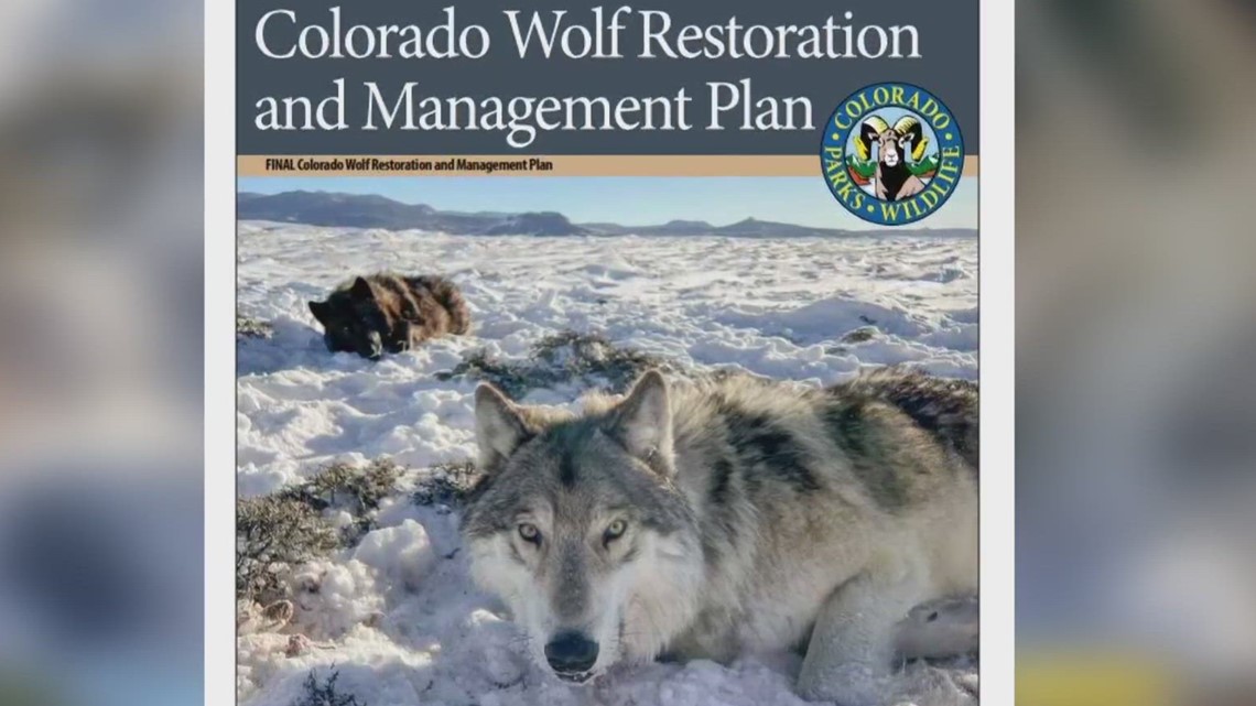State finalizes wolf reintroduction plan | 9news.com