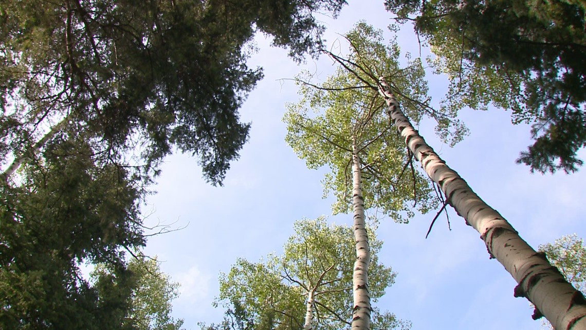 Man suffers head injuries after tree falls on tent | 9news.com