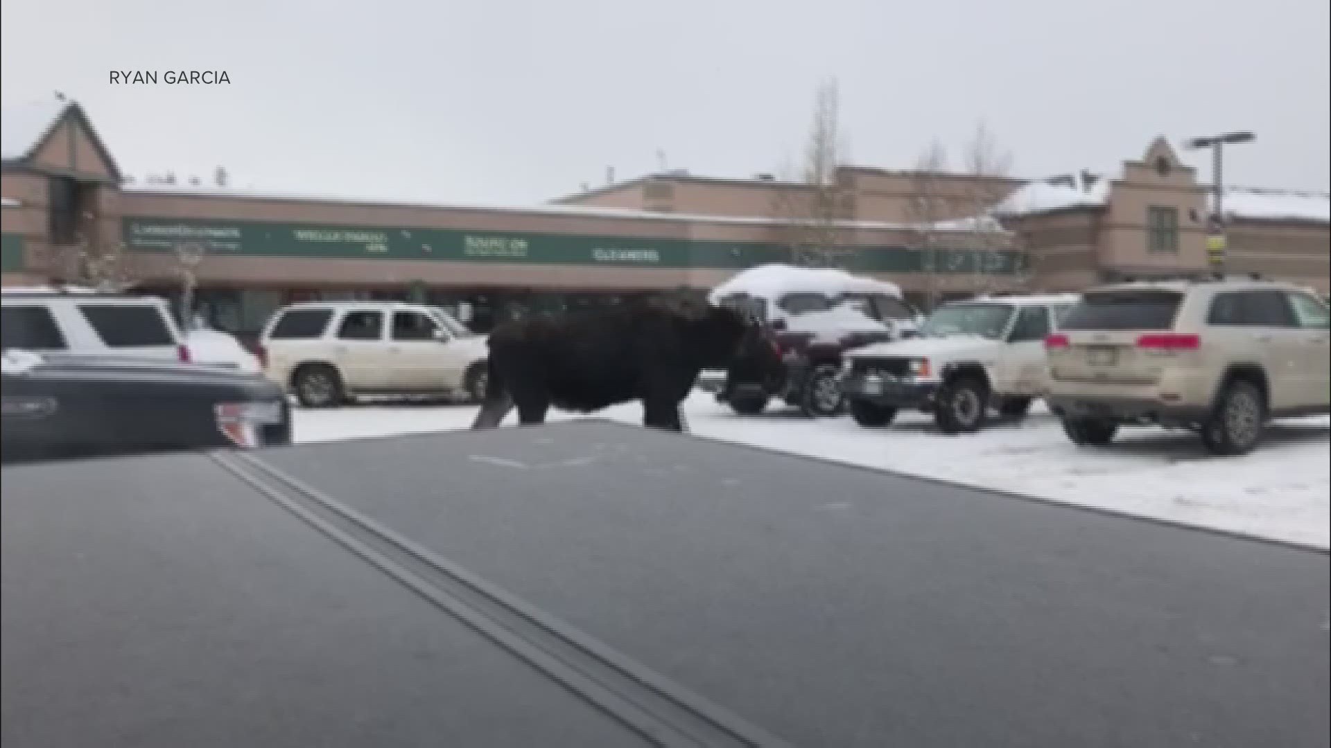 Moose strolls through parking lot of Breckenridge City Market | 9news.com