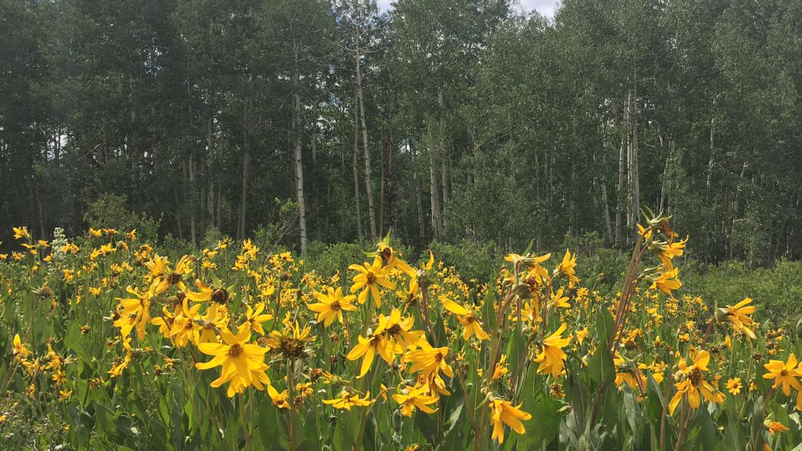 Colorado wildflowers: Where to see them and how to identify them ...