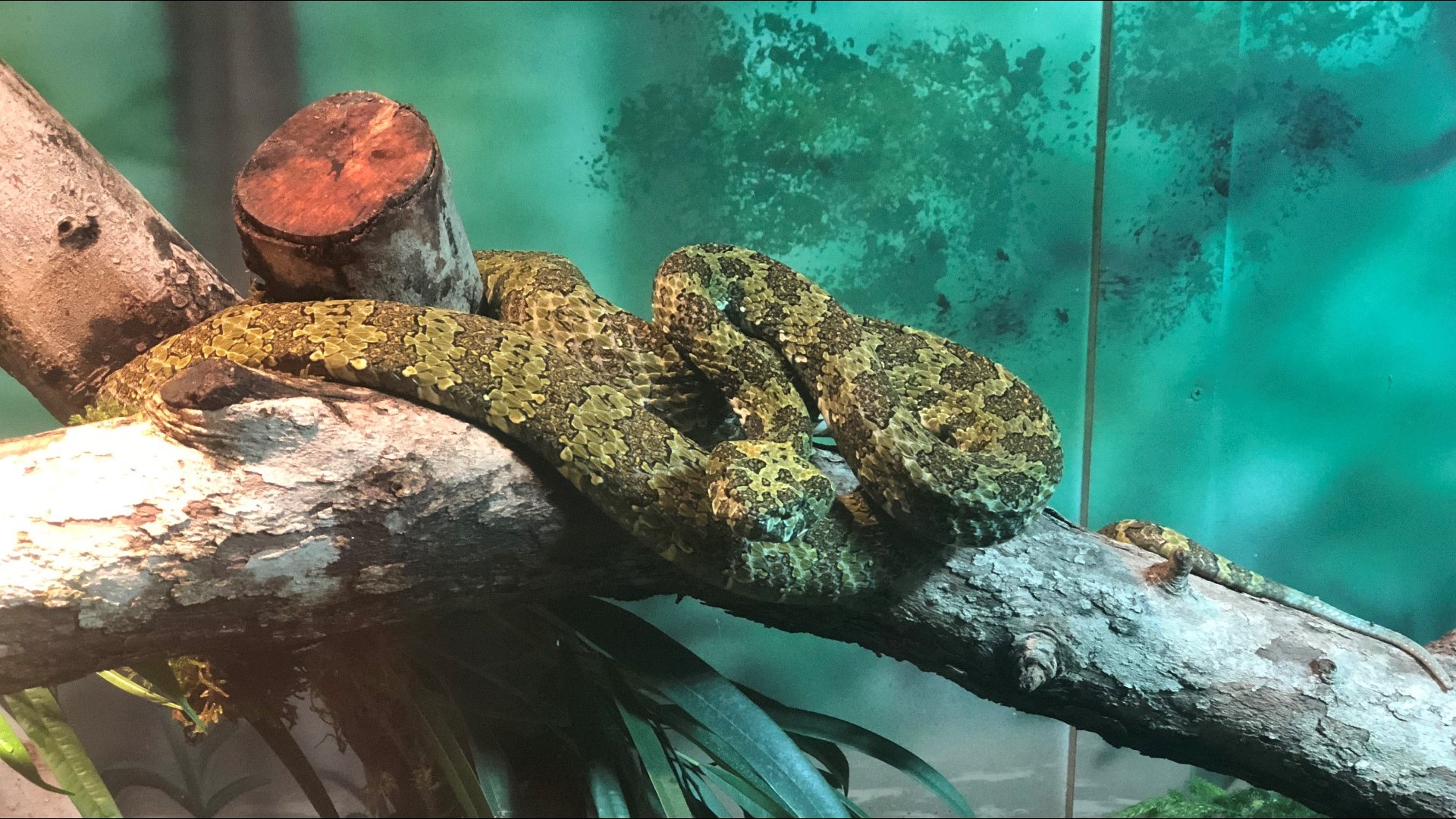 Becky's Beasts: Mangshan pit vipers were nearly frozen into extinction ...