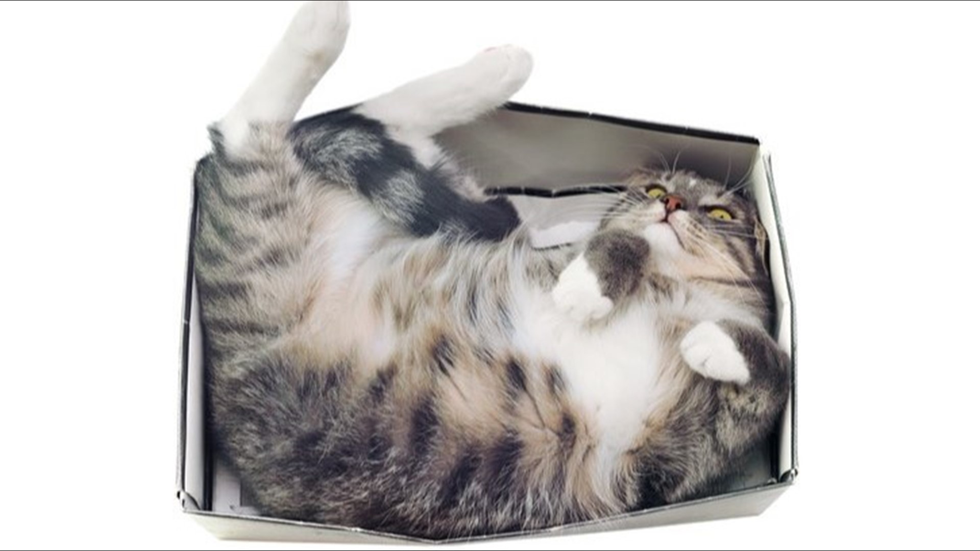 PHOTOS: These cats in boxes will make you cry but in a good way | 9news.com