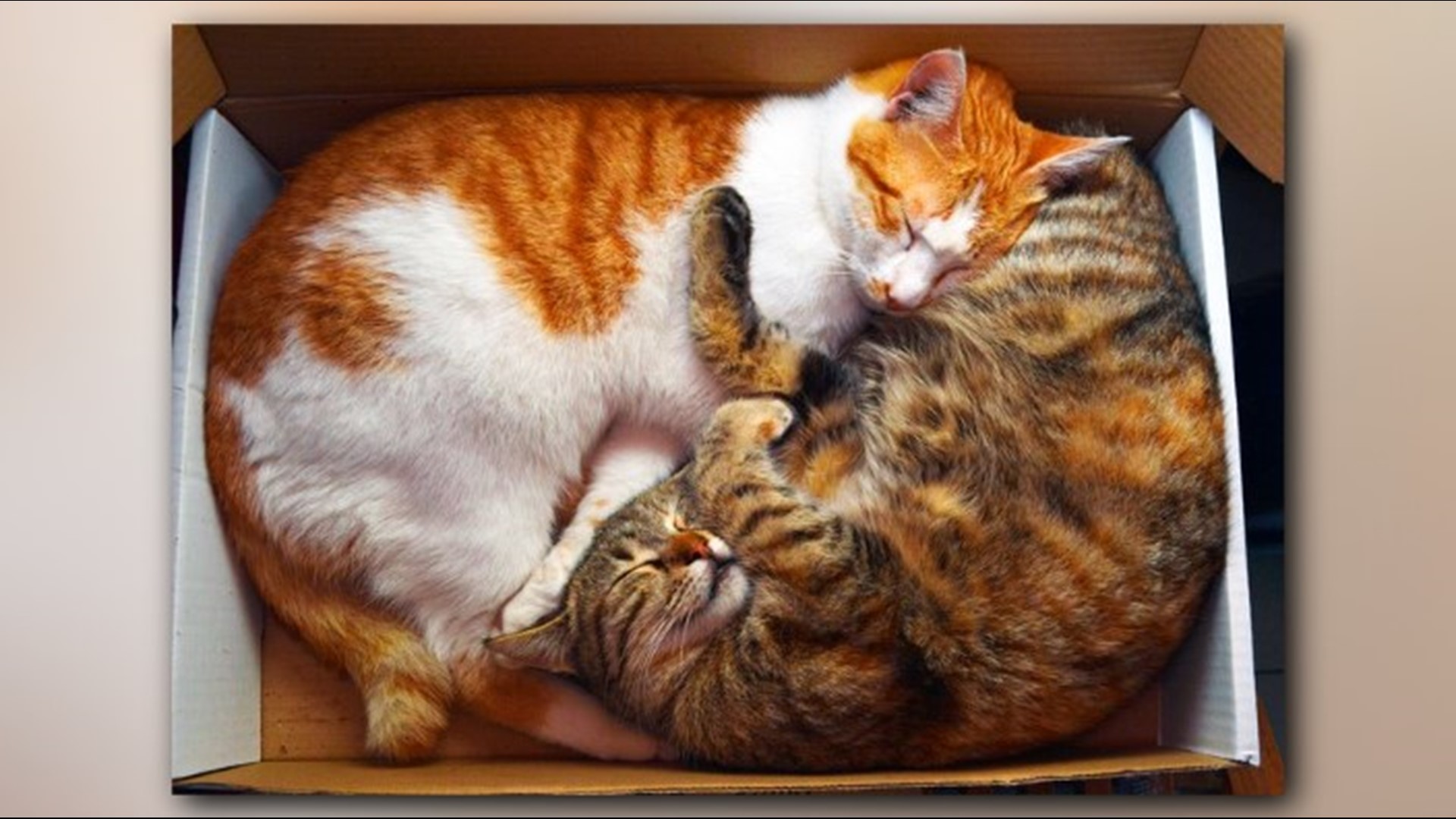 PHOTOS: These cats in boxes will make you cry but in a good way | 9news.com