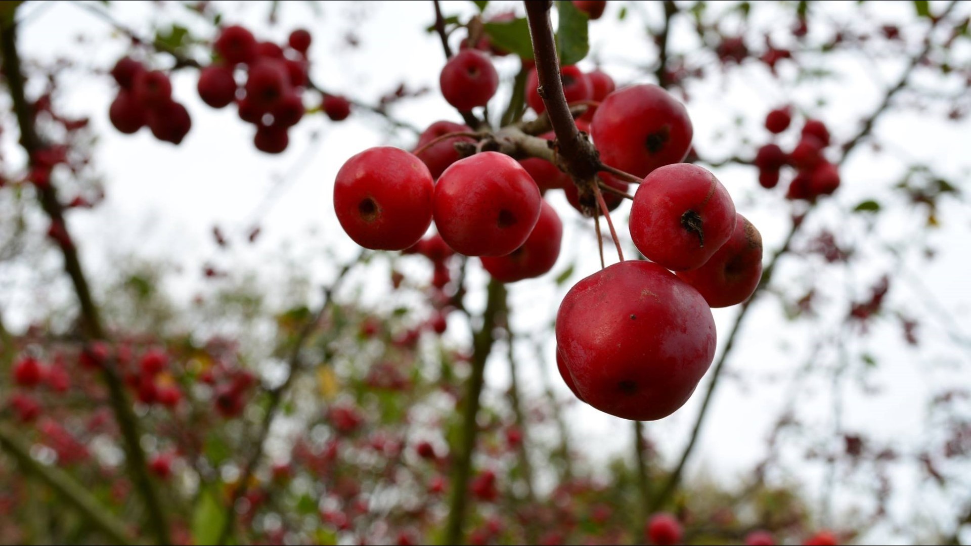 What are crabapples and what can you do with them? | 9news.com