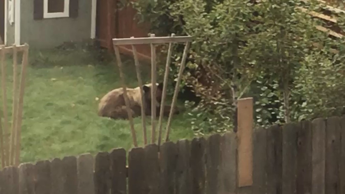 Bear spotted hanging out in Westminster backyard in the process of ...