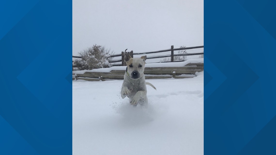 A photo gallery of dogs enjoying the fresh snowfall | 9news.com