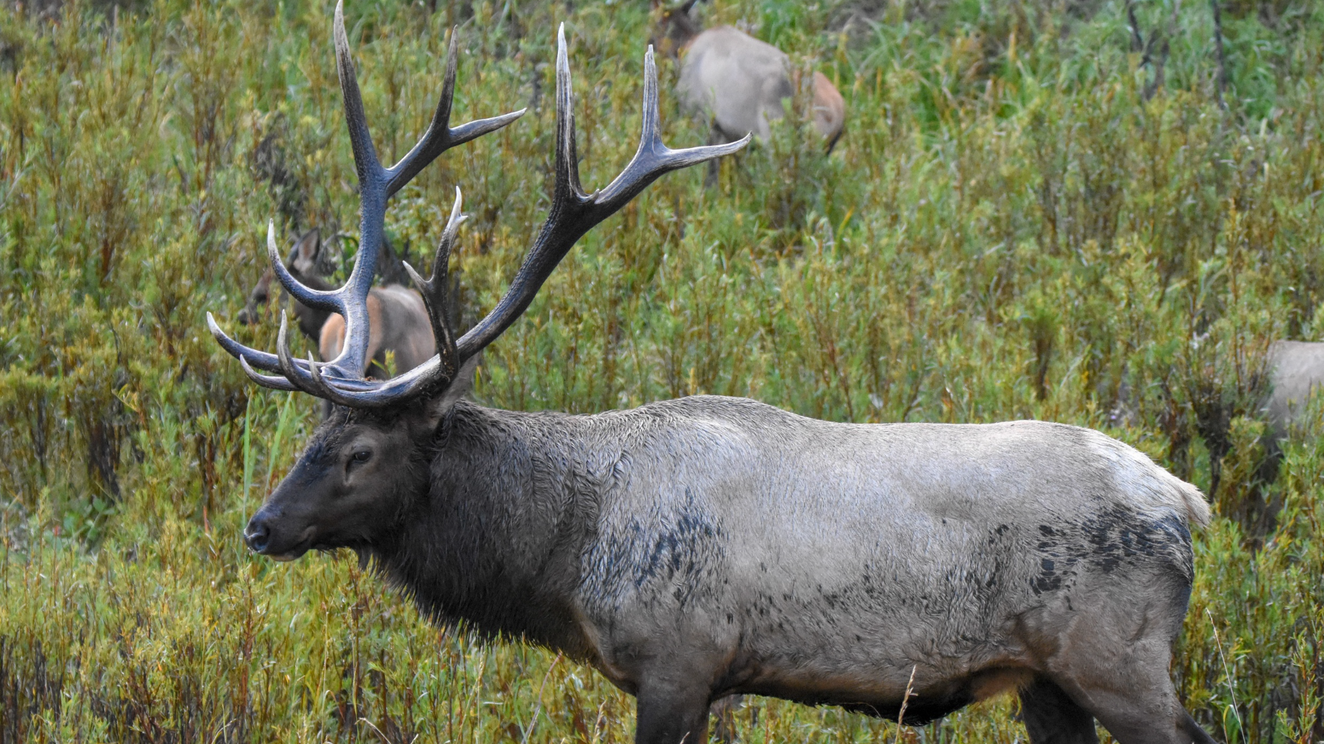 Elk mating season closes areas in Rocky Mountain National Park | 9news.com