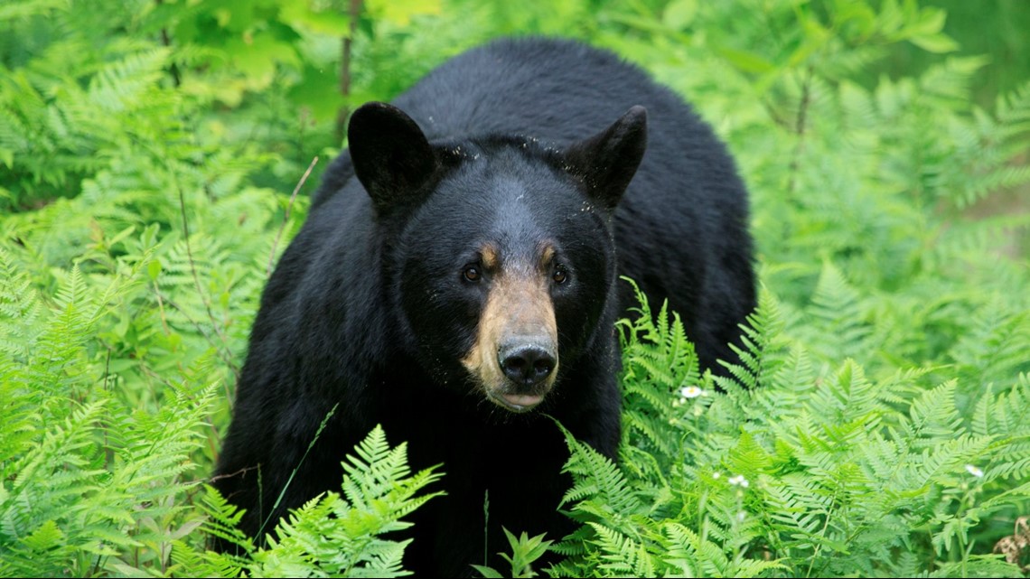 Colorado bear attack: homewoner severely injured by paw swipe | 9news.com