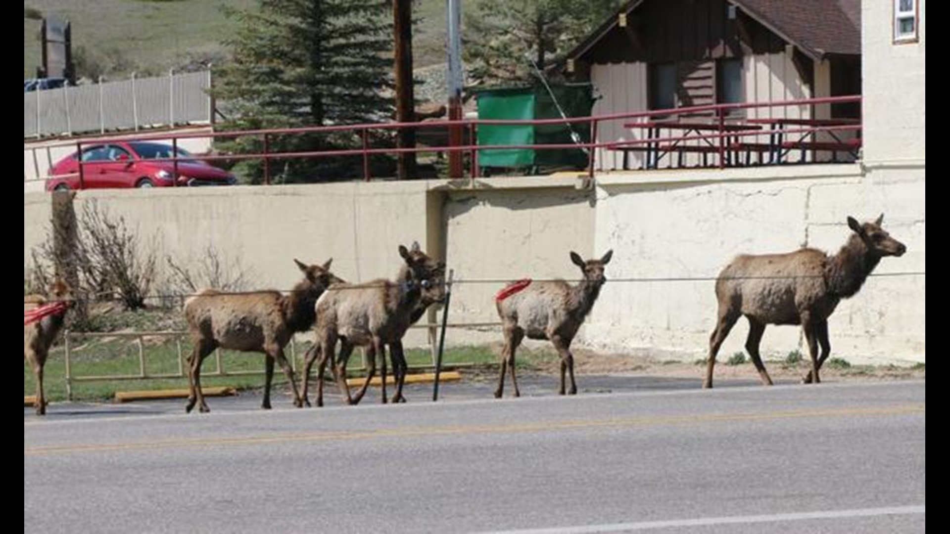 You can watch elk try to find love in this Colorado town | 9news.com