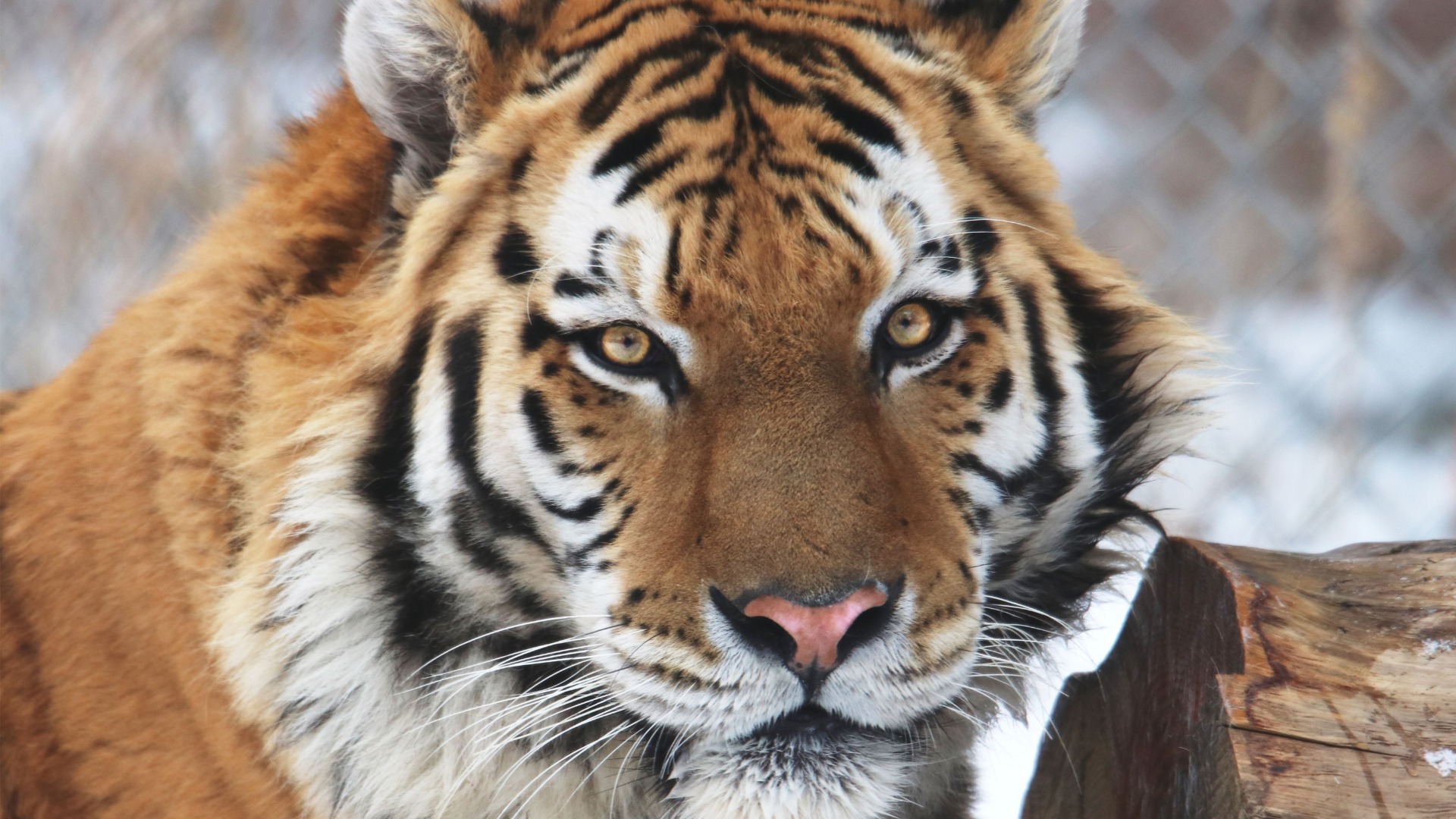 Meet one of Denver Zoo's newest residents, a 435-pound tiger | 9news.com