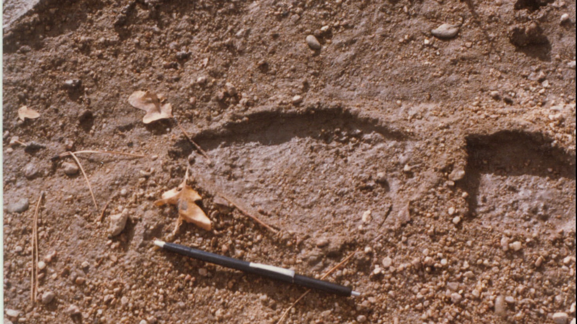 Helene Pruszynski cold case: How it was solved 40 years later | 9news.com