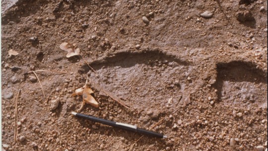 Helene Pruszynski cold case: How it was solved 40 years later | 9news.com