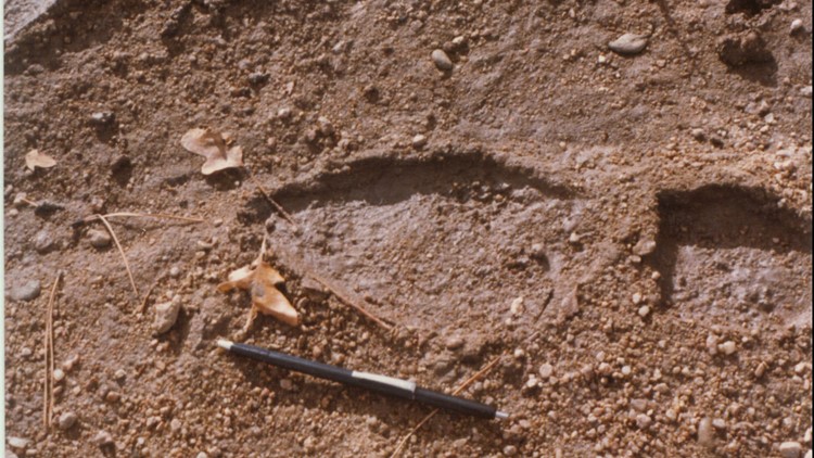 Helene Pruszynski cold case: How it was solved 40 years later | 9news.com