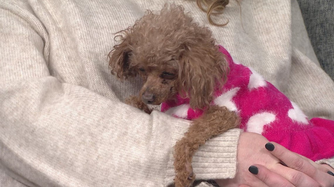 Toy poodle Monique is a spitfire and loves to cuddle | 9news.com