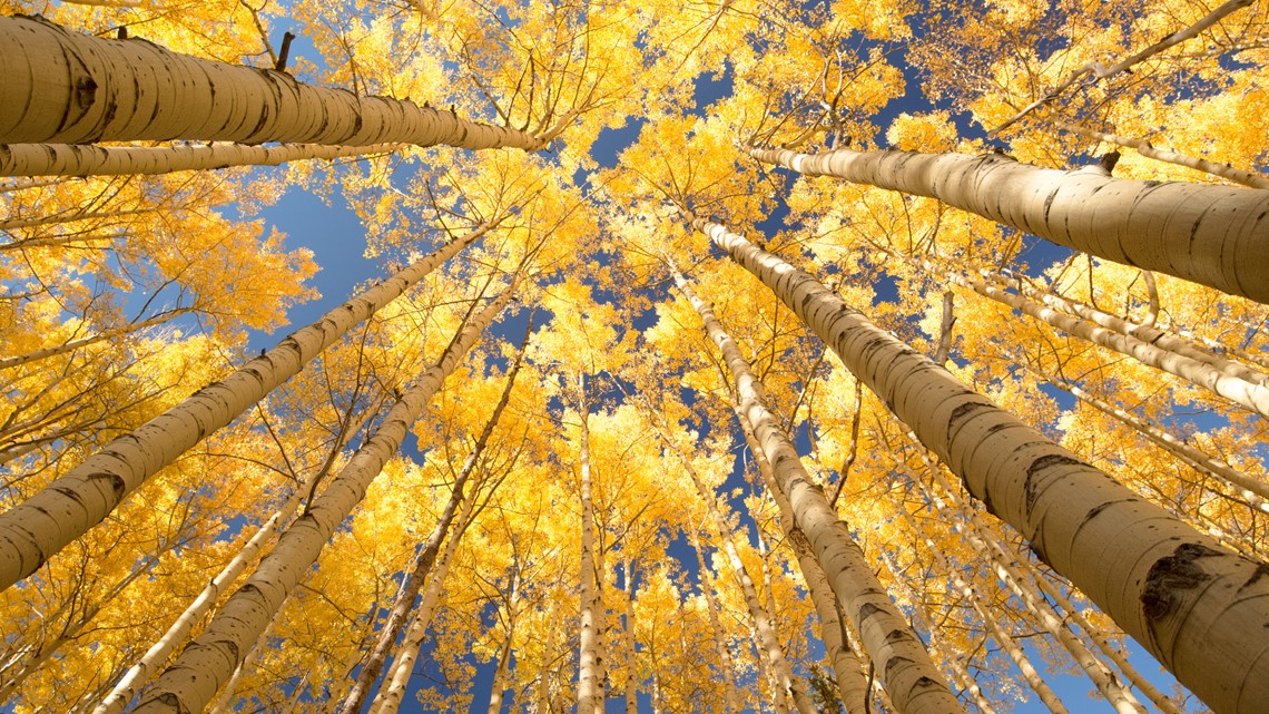 Colorado fall colors guide: When and where leaves peak in 2021 | 9news.com