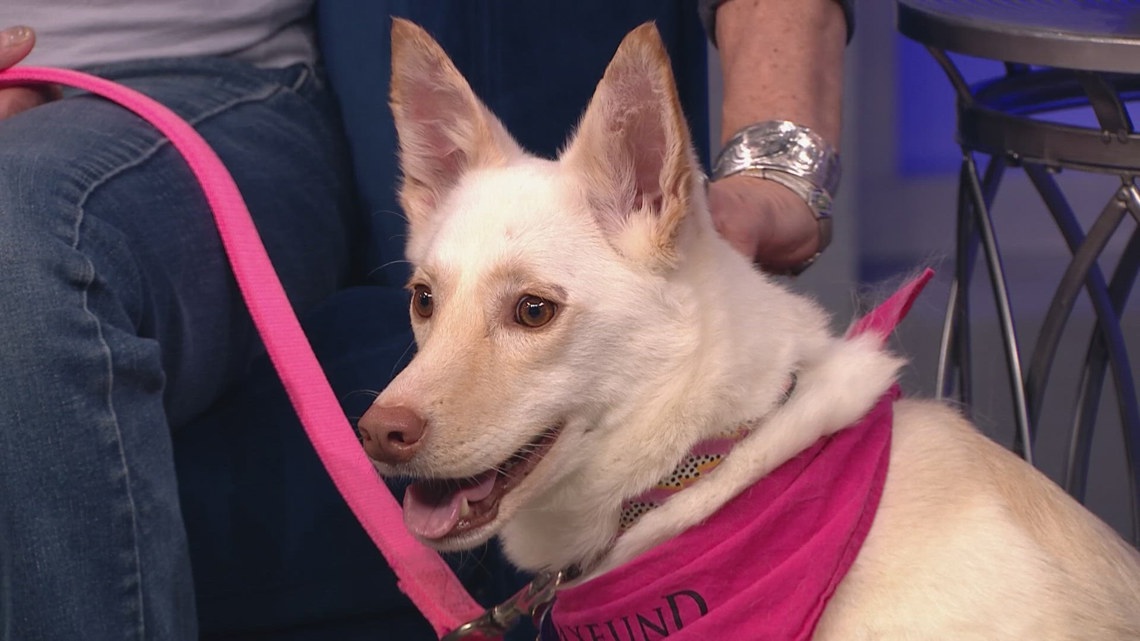 'Miracle dog' seeks forever home after recovering from tick bite ...