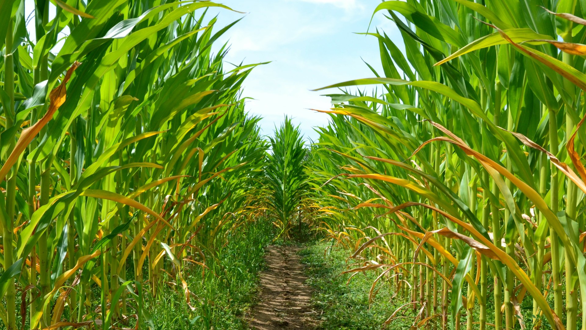 Here are the corn mazes to visit in all corners of Colorado | 9news.com