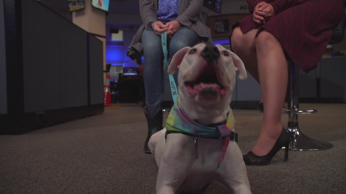 Petline9: Hobo Care Boxer Rescue | 9news.com