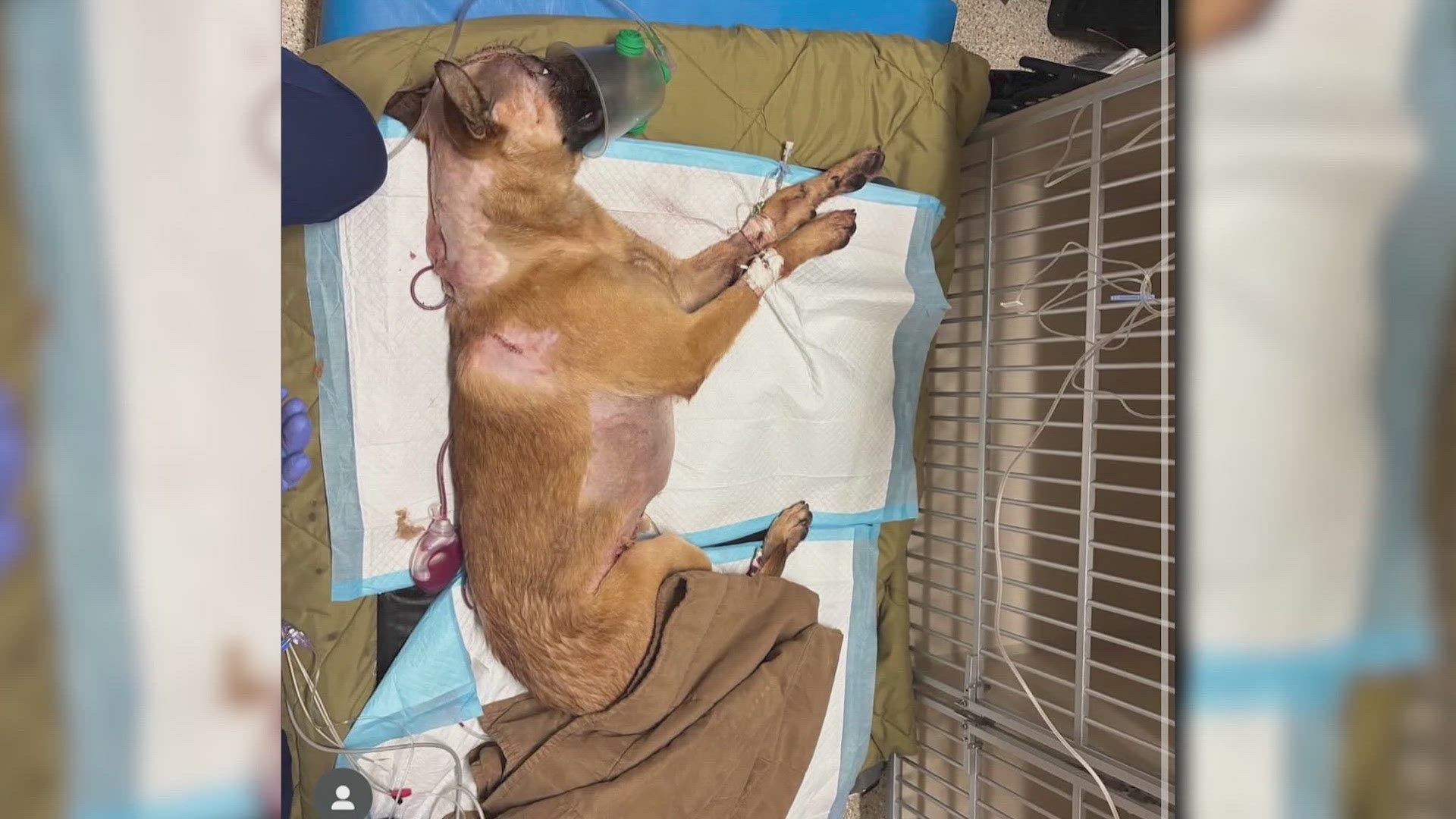 Colorado Springs K9 Roam to be honored after recovery | 9news.com