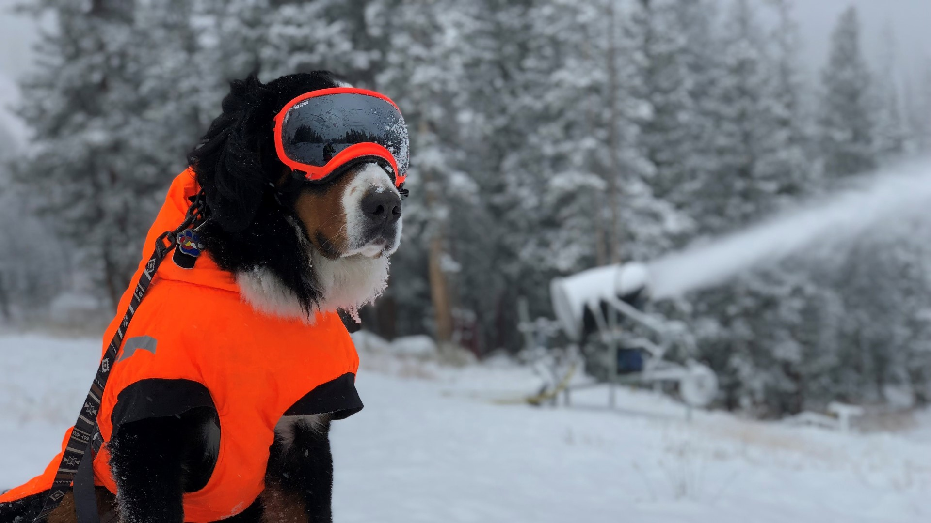 Parker the Snow Dog, a beloved Colorado mascot, passes away in car ...