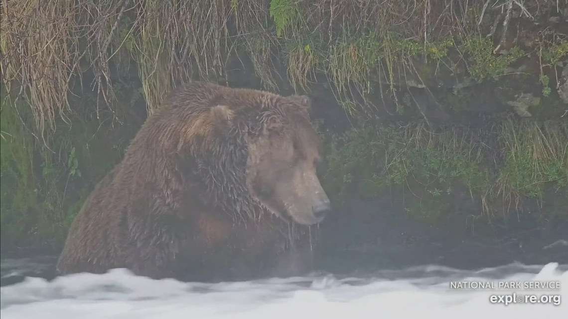 The chunkiest of chunks face off in Alaska's Fat Bear Week | 9news.com