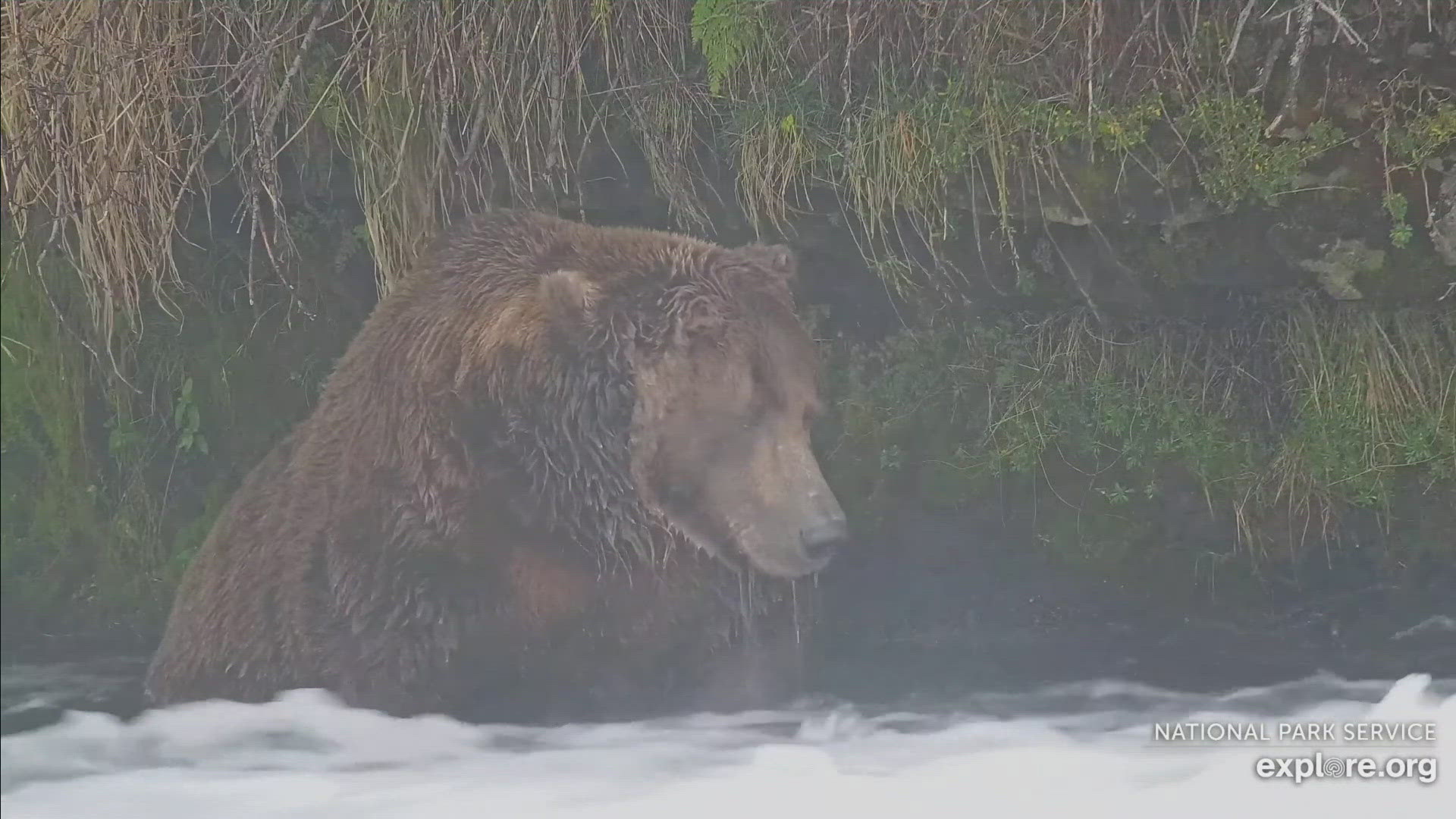 Fat Bear Week will kick off next week | 9news.com