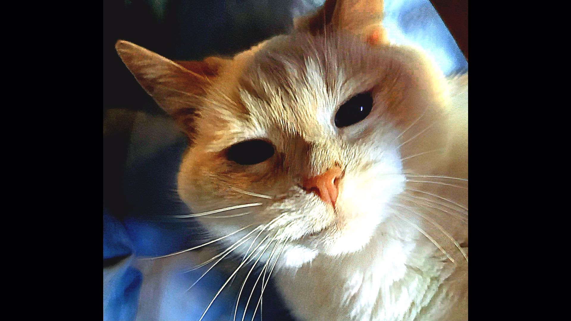 International Cat Day: Colorado shares its cat photos on 9NEWS | 9news.com