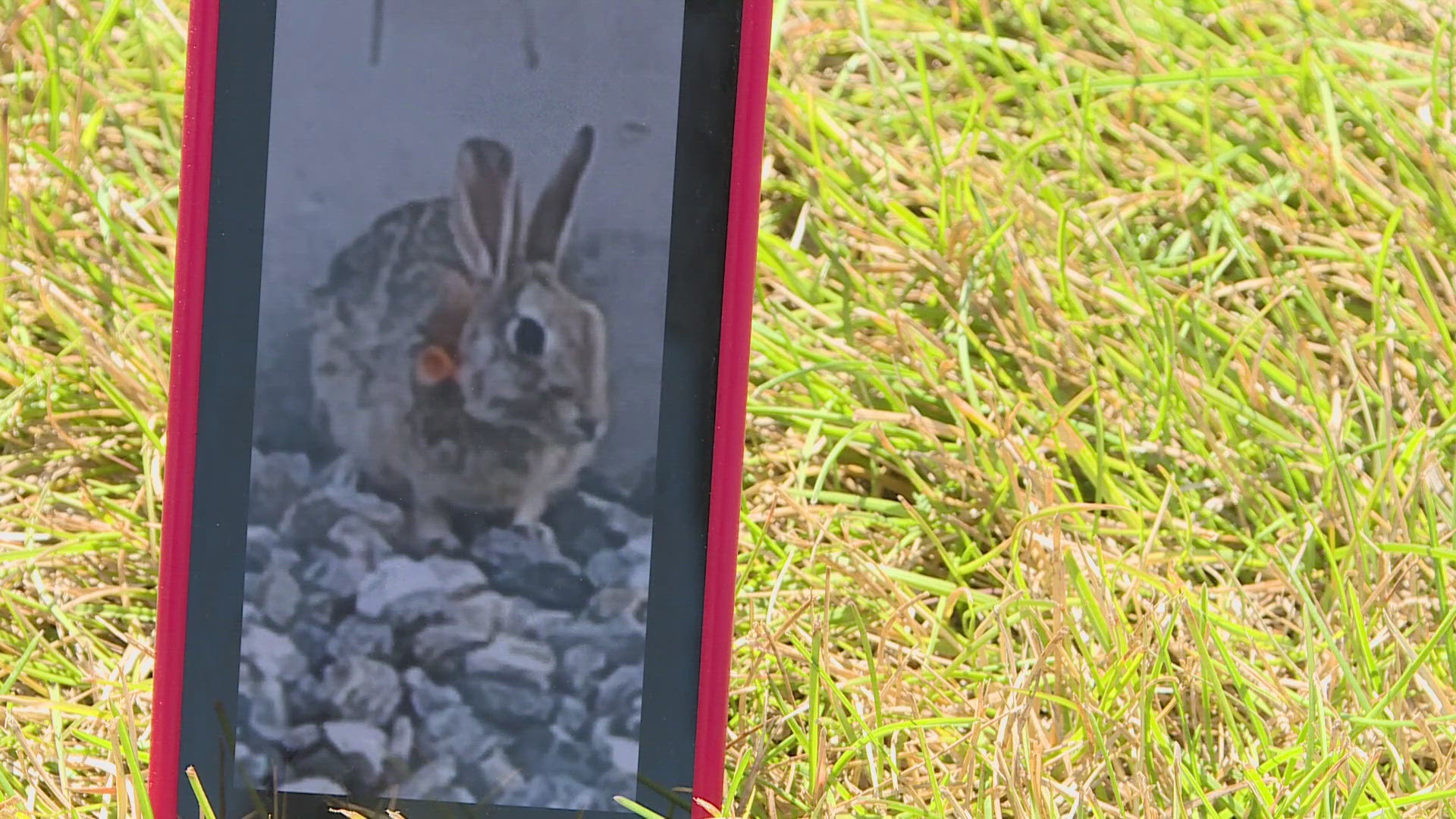 Aurora seeks help finding dart shooter targeting rabbits | 9news.com