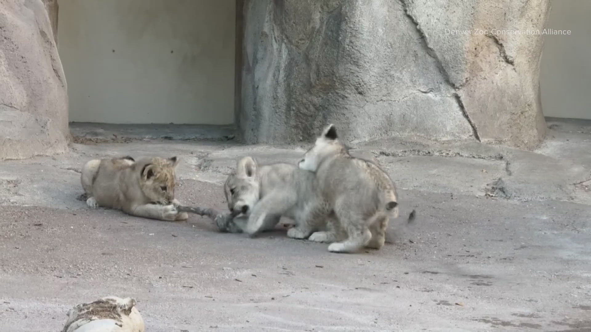Denver Zoo's lion cubs debut: Public sees them this week | 9news.com