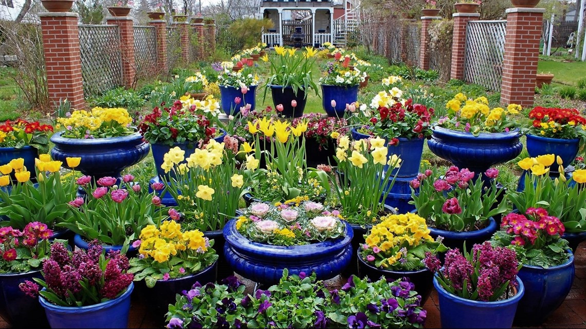 Proctor's Garden: Pot bulbs now for spring patio display | 9news.com